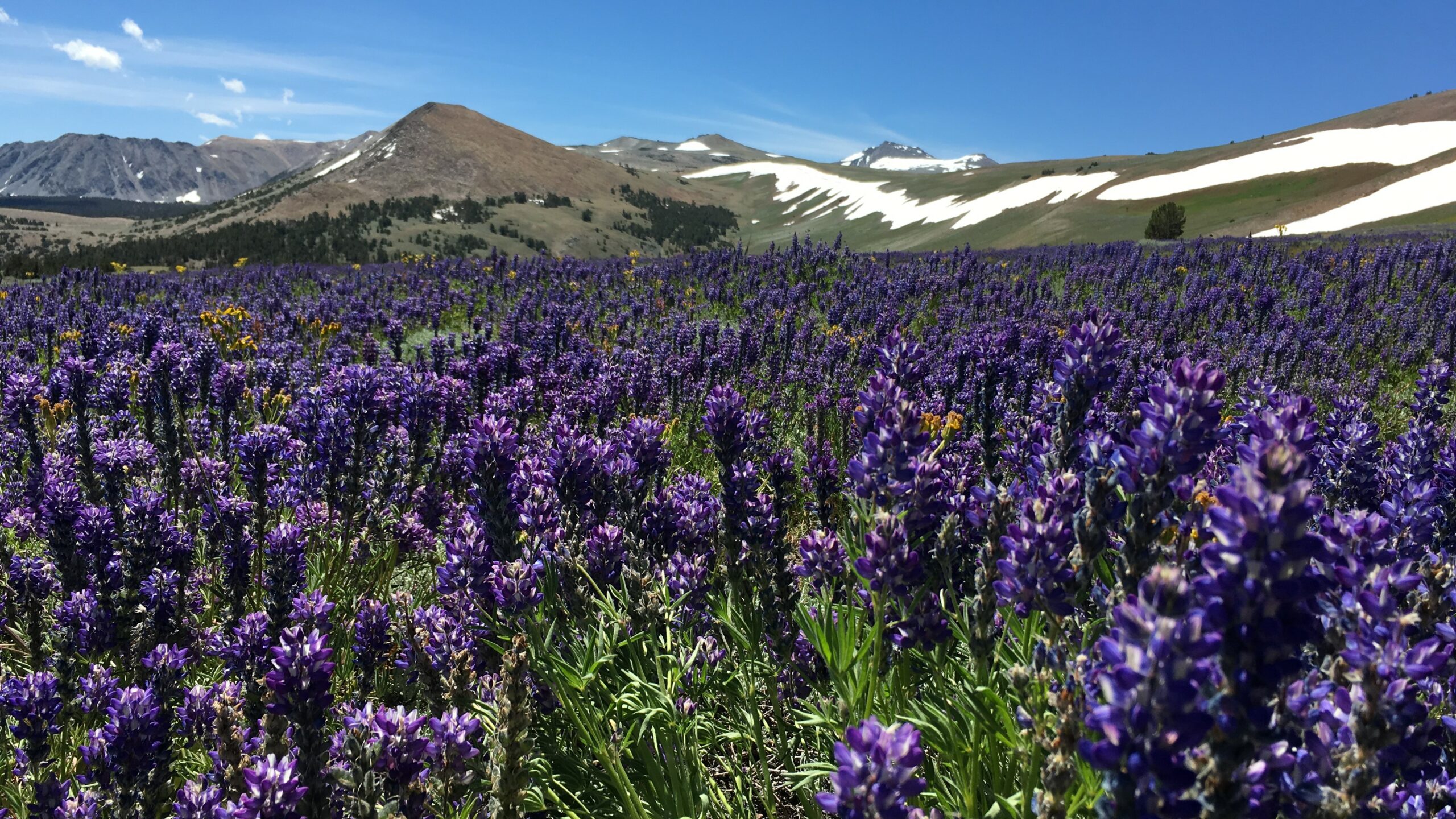 Exploring Plant Diversity in the Eastern Sierra: A Flora of Coyote ...