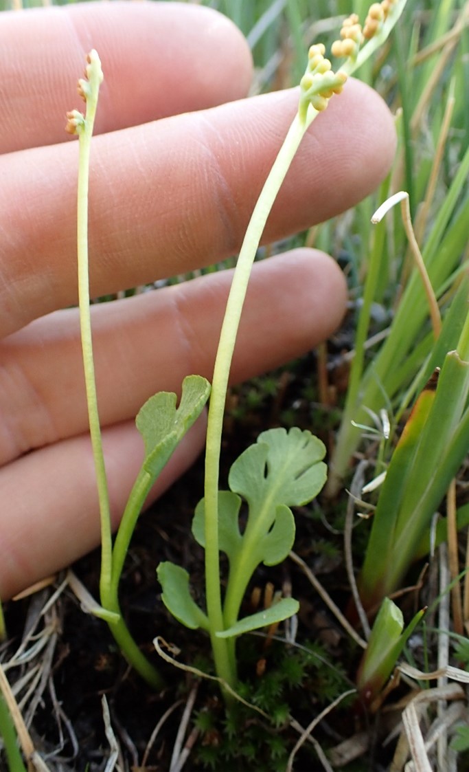 Exploring Plant Diversity in the Eastern Sierra: A Flora of Coyote ...